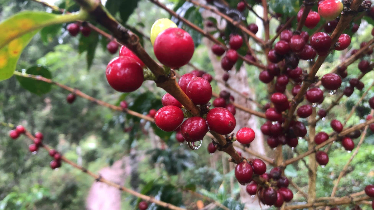 Peruvian Specialty Coffee Regions Guide: The 10 Coffee Regions of Peru ...